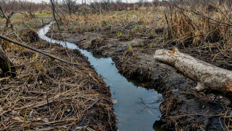 Trapping to Protect Your Homestead - The Armory Life