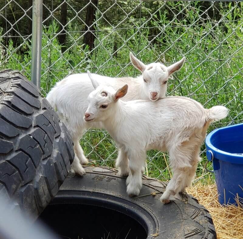 Can a Goat Save Your Life? - The Armory Life
