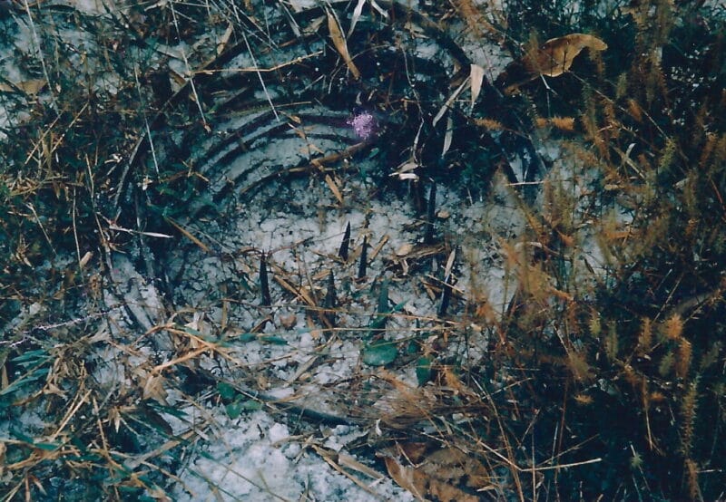 Dangerous Steps: Viet Cong Booby Traps - The Armory Life