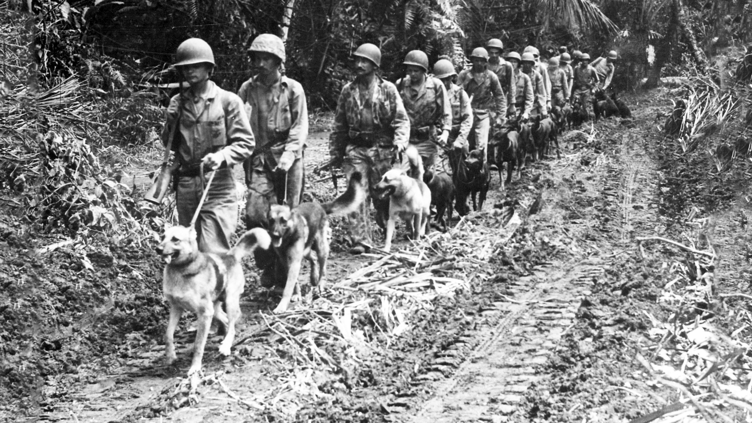 American War Dogs of World War II - The Armory Life