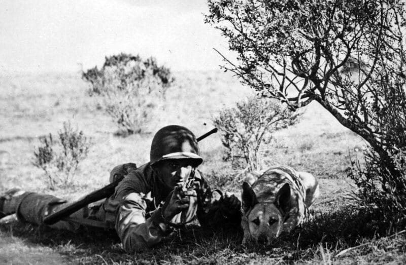 American War Dogs of World War II - The Armory Life