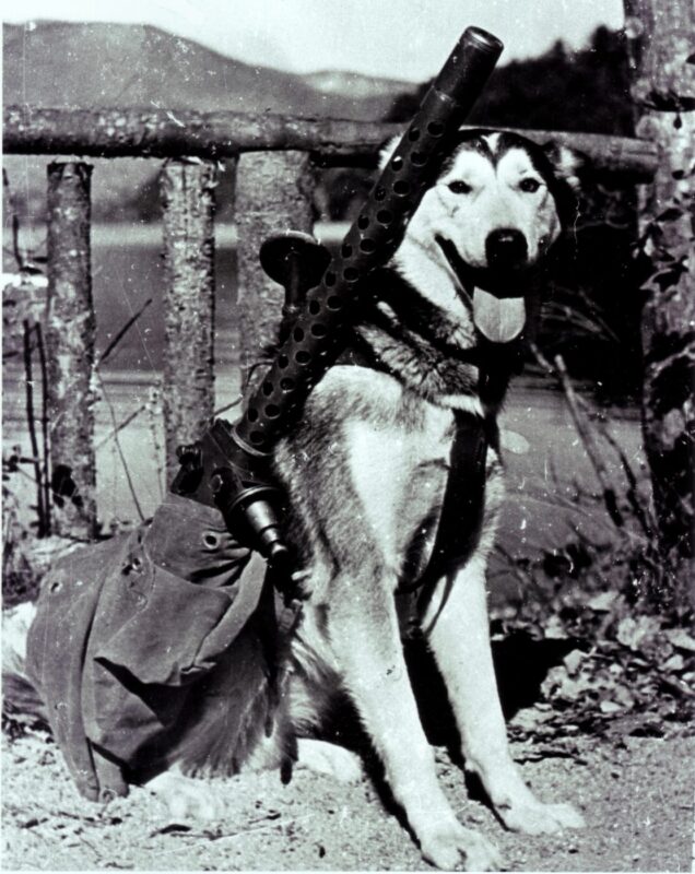 American War Dogs of World War II - The Armory Life