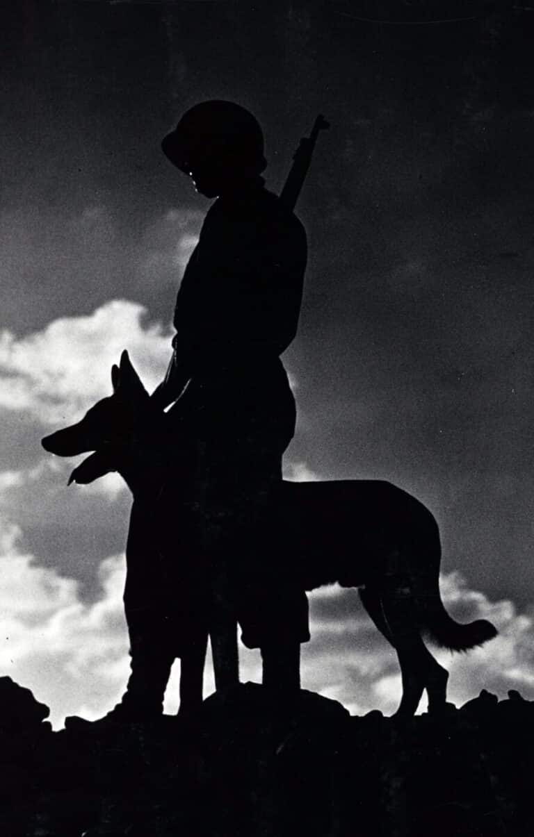 American War Dogs of World War II - The Armory Life