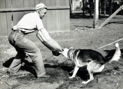 American War Dogs of World War II - The Armory Life