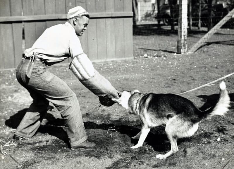American War Dogs of World War II - The Armory Life
