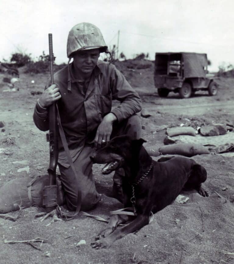 American War Dogs of World War II - The Armory Life