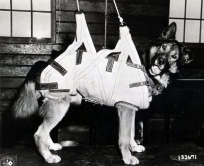 American War Dogs of World War II - The Armory Life