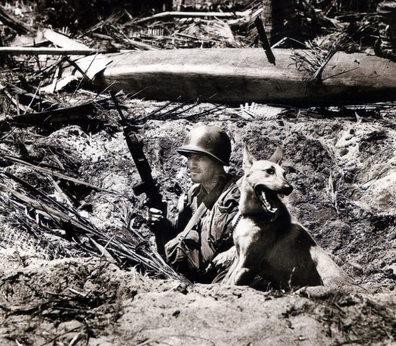 American War Dogs of World War II - The Armory Life