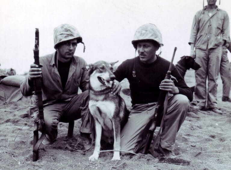 American War Dogs of World War II - The Armory Life