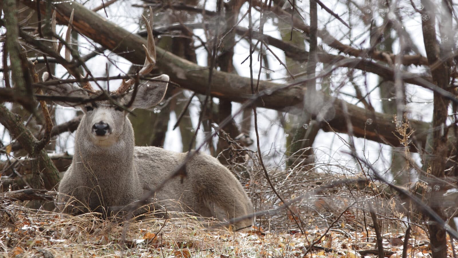 Seven Top Still-Hunting Tips: Get the Drop on a Buck! - The Armory Life