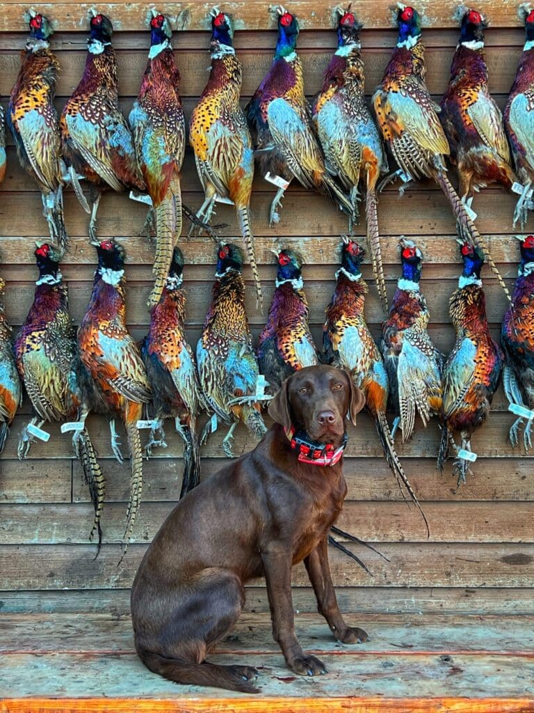 Why I Love Pheasant Hunting - The Armory Life