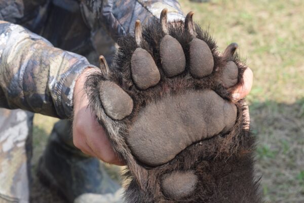 Hornady Backcountry Defense Review — Bear Defense Ammo - The Armory Life